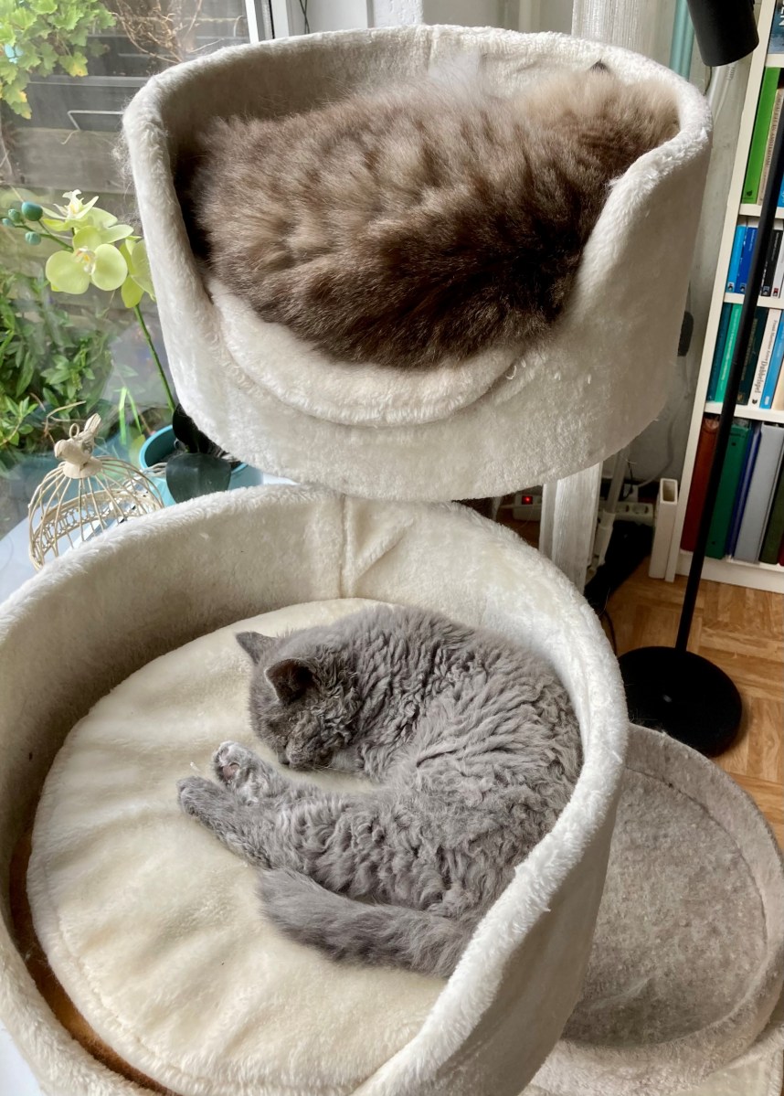 Kwartet… | Altijdmijnmening